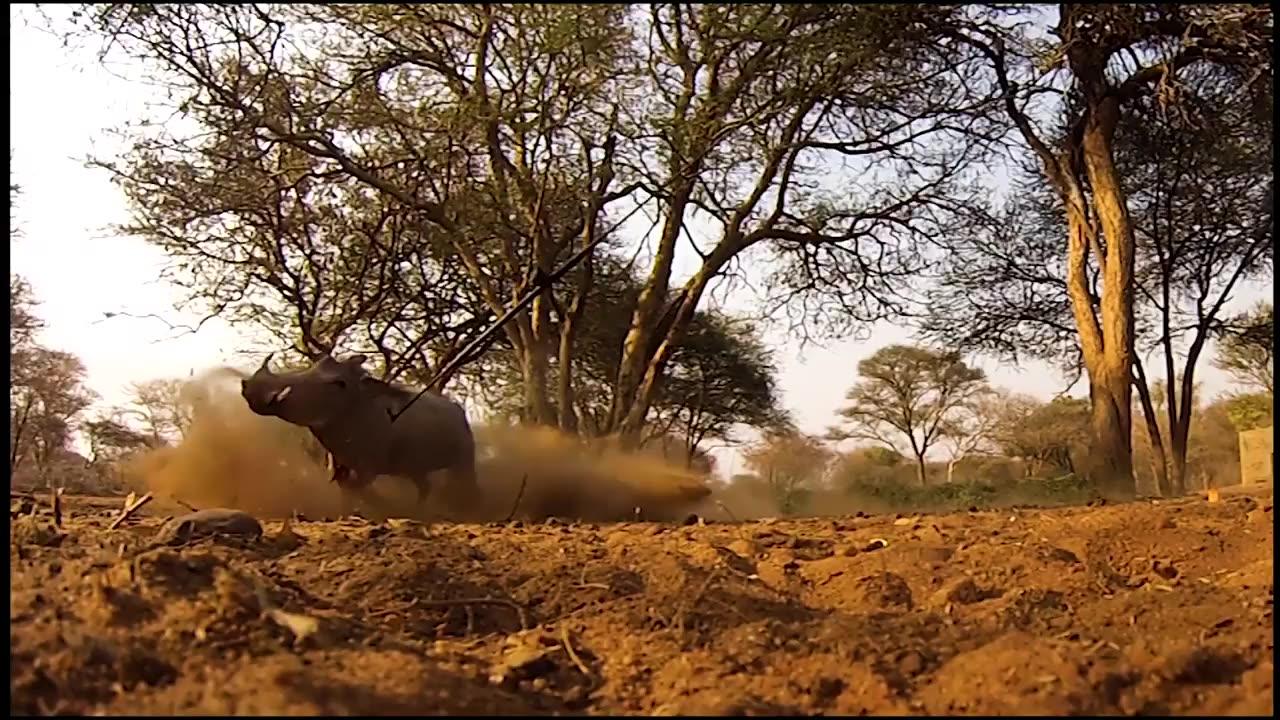 AFRICAN SPEAR HUNTING - One News Page VIDEO