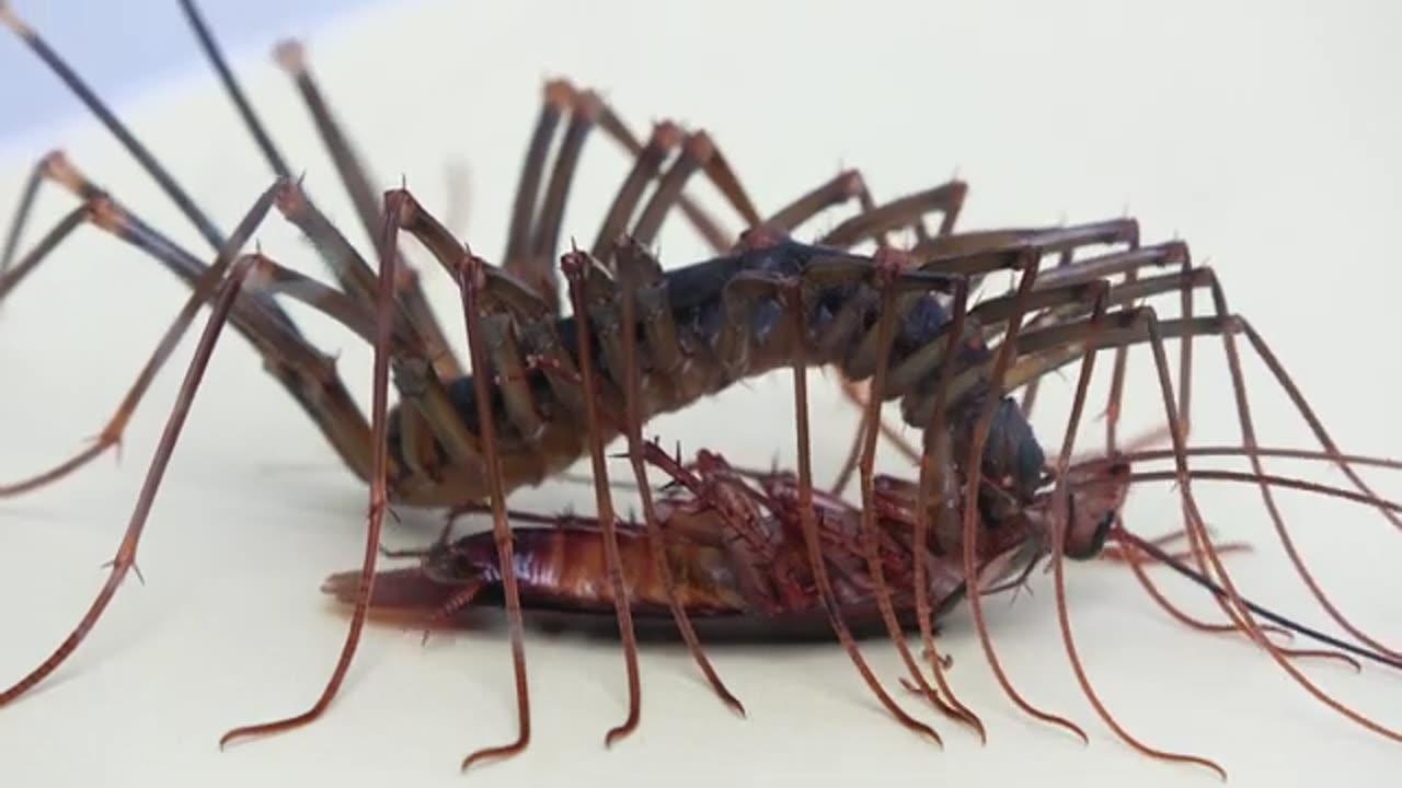 A house centipede preying on cockroaches - One News Page VIDEO