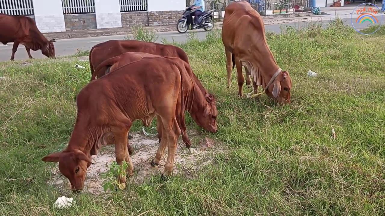 Cows Video for Funny, Cows Video Cute 1 | Min - One News Page VIDEO