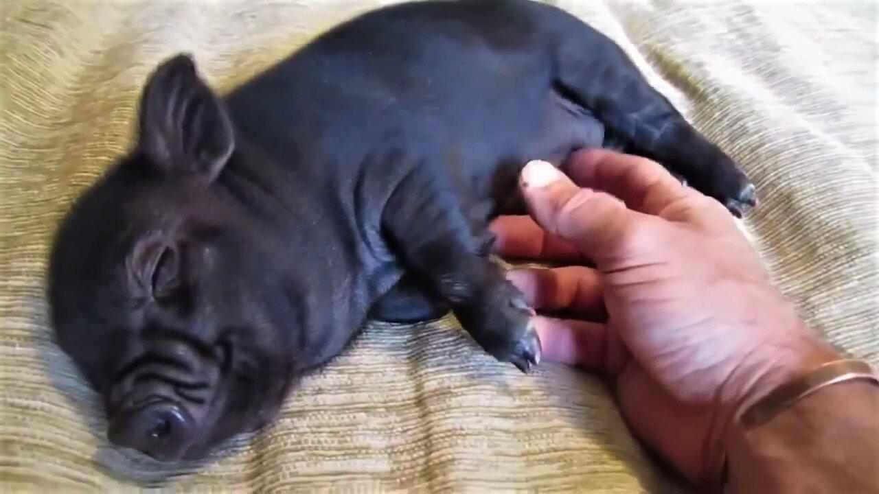 Little Piglet Loves Getting His Tummy Rubbed! - One News Page VIDEO