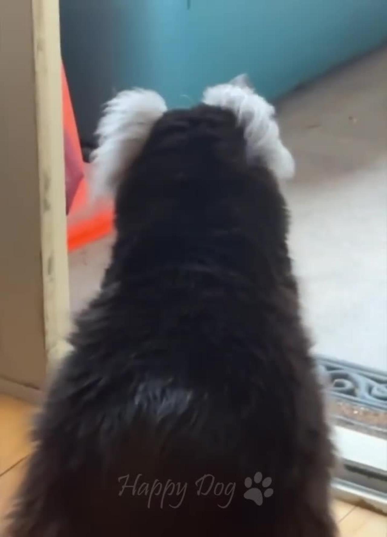 FUNNY ANIMAL YOU SHOULD WATCH TO BE RELAX. - One News Page VIDEO