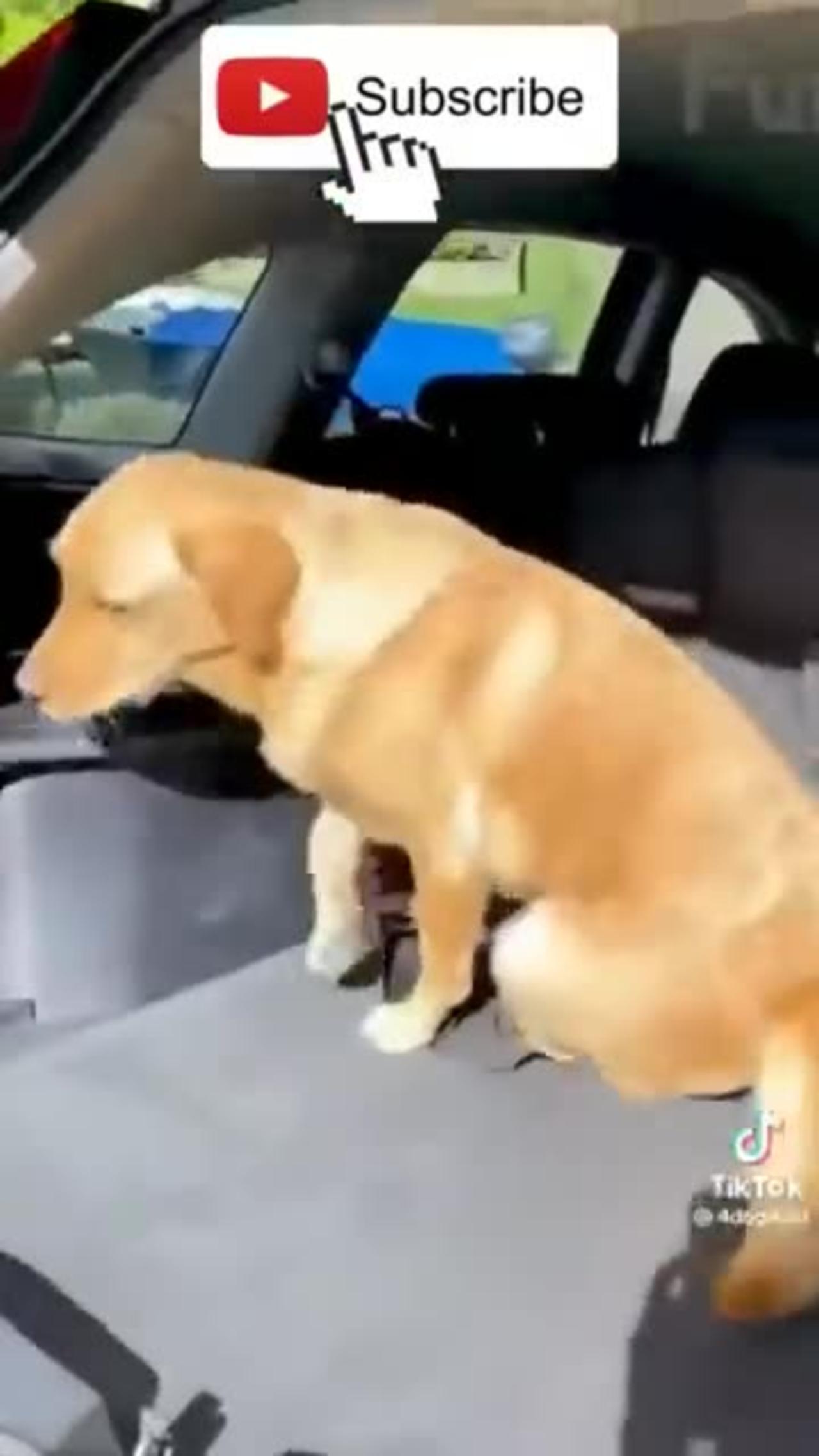 Cute and Funny Animal Videos - One News Page VIDEO