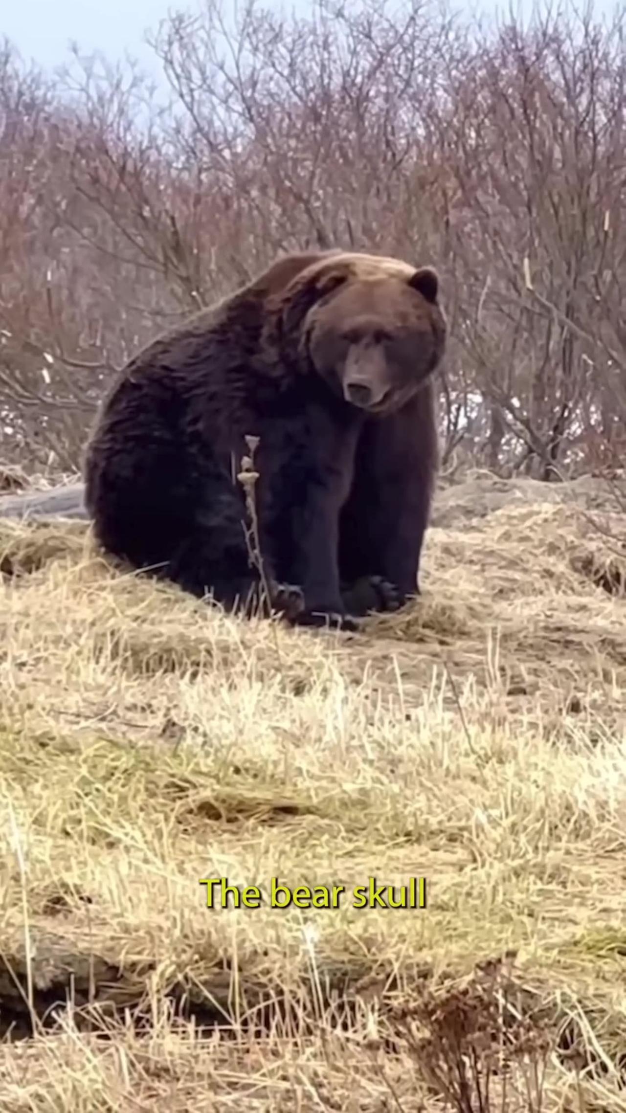 The largest grizzly bear of all time. - One News Page VIDEO