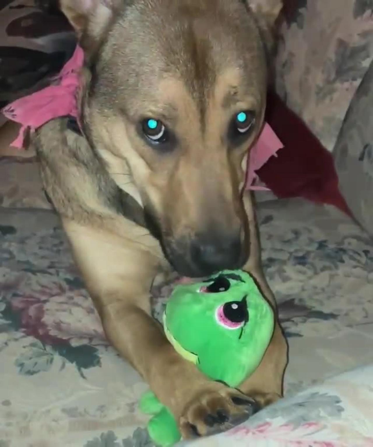 cute puppy - One News Page VIDEO