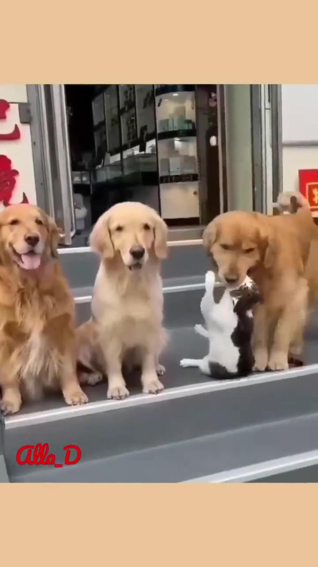 weird animals - One News Page VIDEO