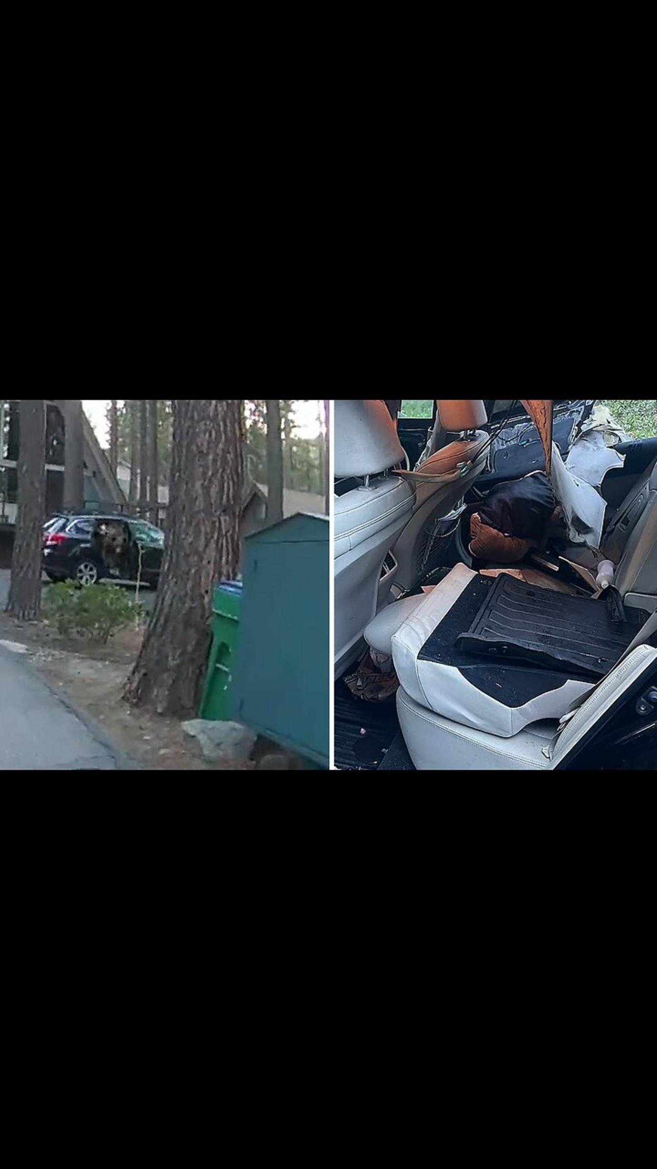 Police rescue curious bear trapped inside car - One News Page VIDEO