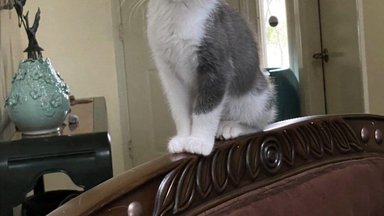 Meet Clara from the planet Fur Ball - One News Page VIDEO