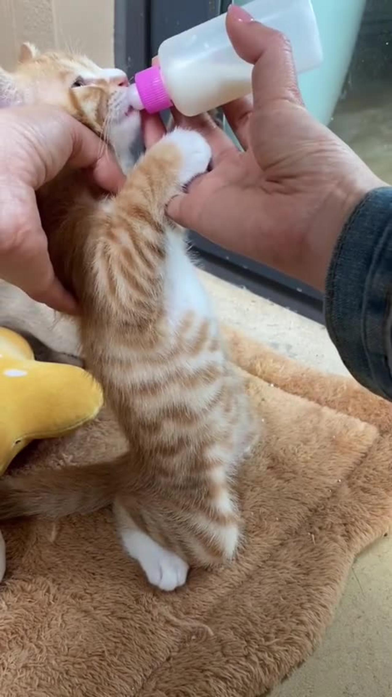 "Milk Mustache Moments: Sweet Kitten - One News Page VIDEO