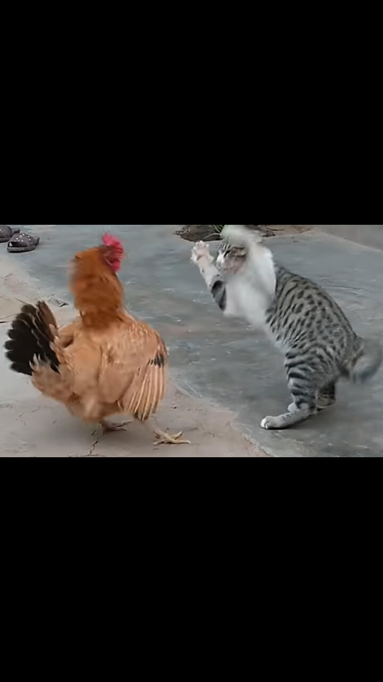 Cat vs Chicken Watch What Happens Next and - One News Page VIDEO