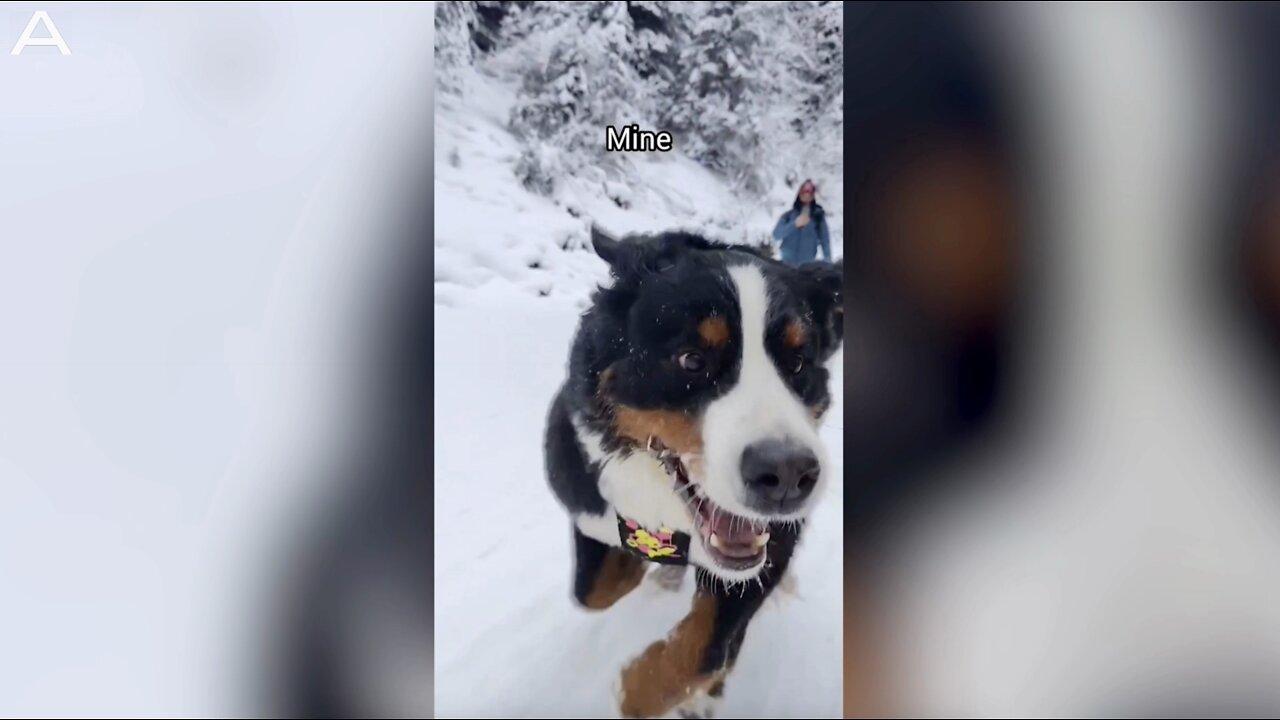 Excited Pooch Lives It’s Best Life As It Keeps - One News Page VIDEO