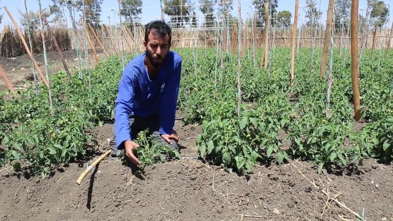 ISRAEL INNOVATION FOR GROWING TOMATOES.... - One News Page VIDEO