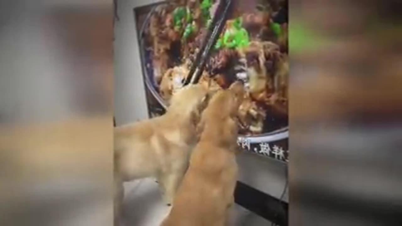 Funest funny cat and dogs video - One News Page VIDEO