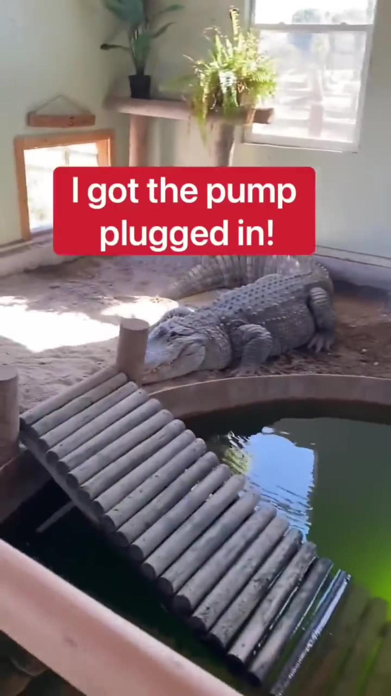 DRAINING A ALLIGATORS POOL WITH GIANT ALLIGATOR - One News Page VIDEO