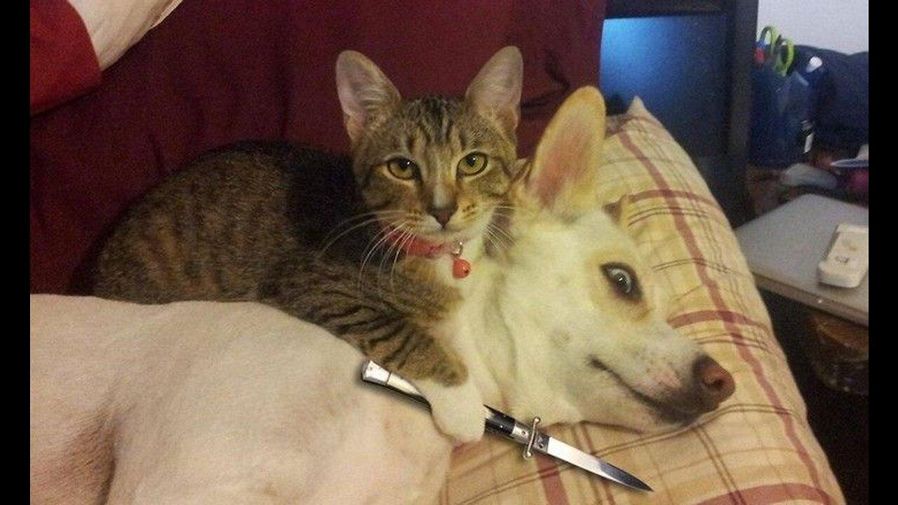 Dog and Cat Reaction to Toy - Funny Dog & - One News Page VIDEO