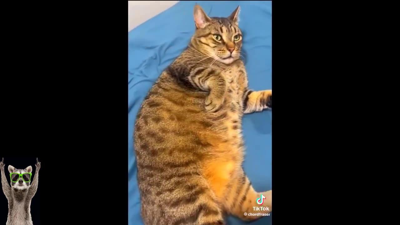 Funniest Cats And Dogs Videos - Best Funny - One News Page VIDEO