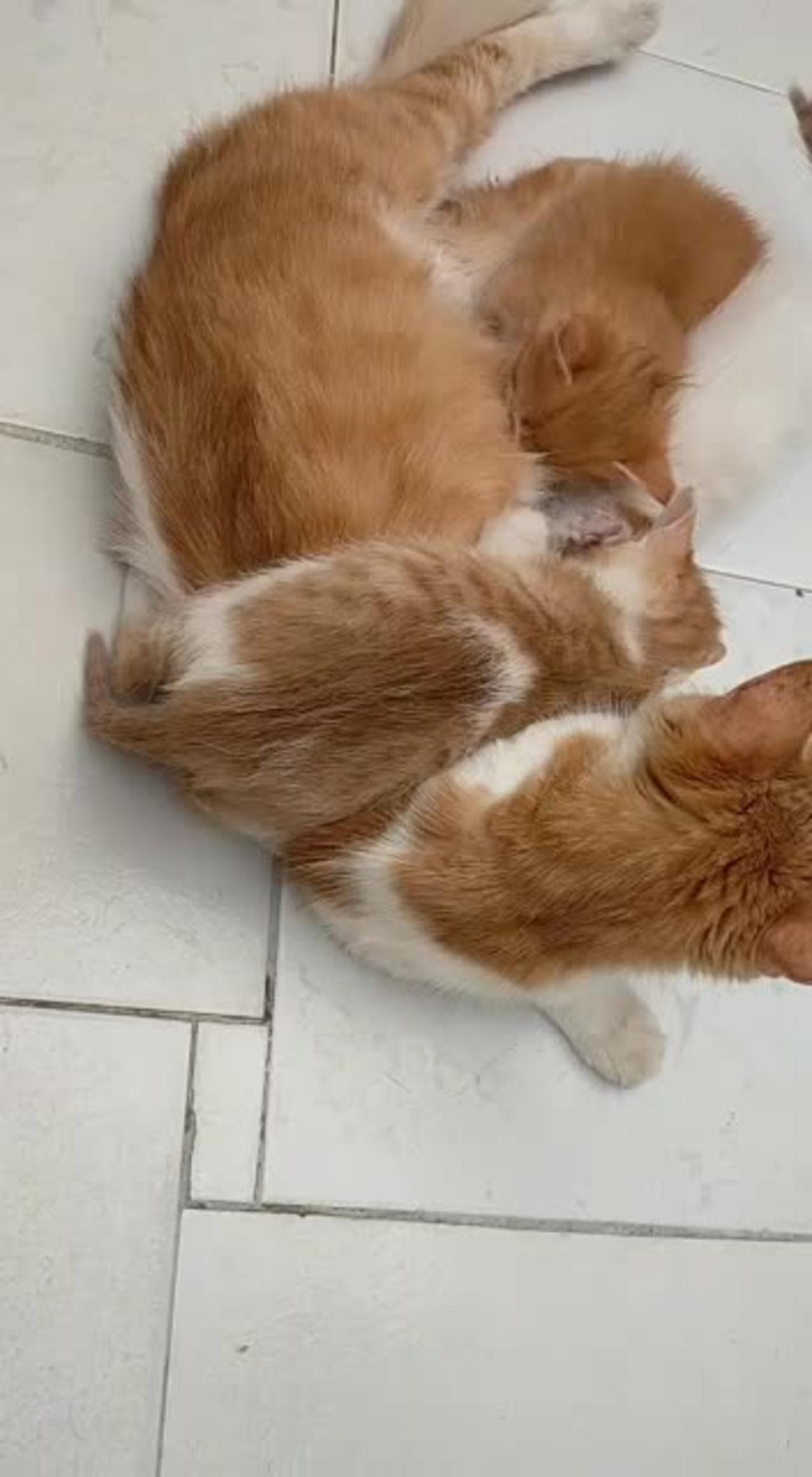 nice cat - One News Page VIDEO