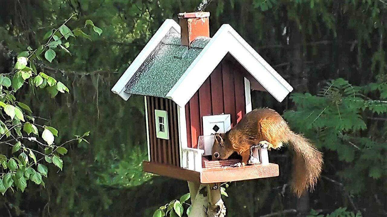 Squirrel Wags His Tail Like A Dog While Eating - One News Page VIDEO