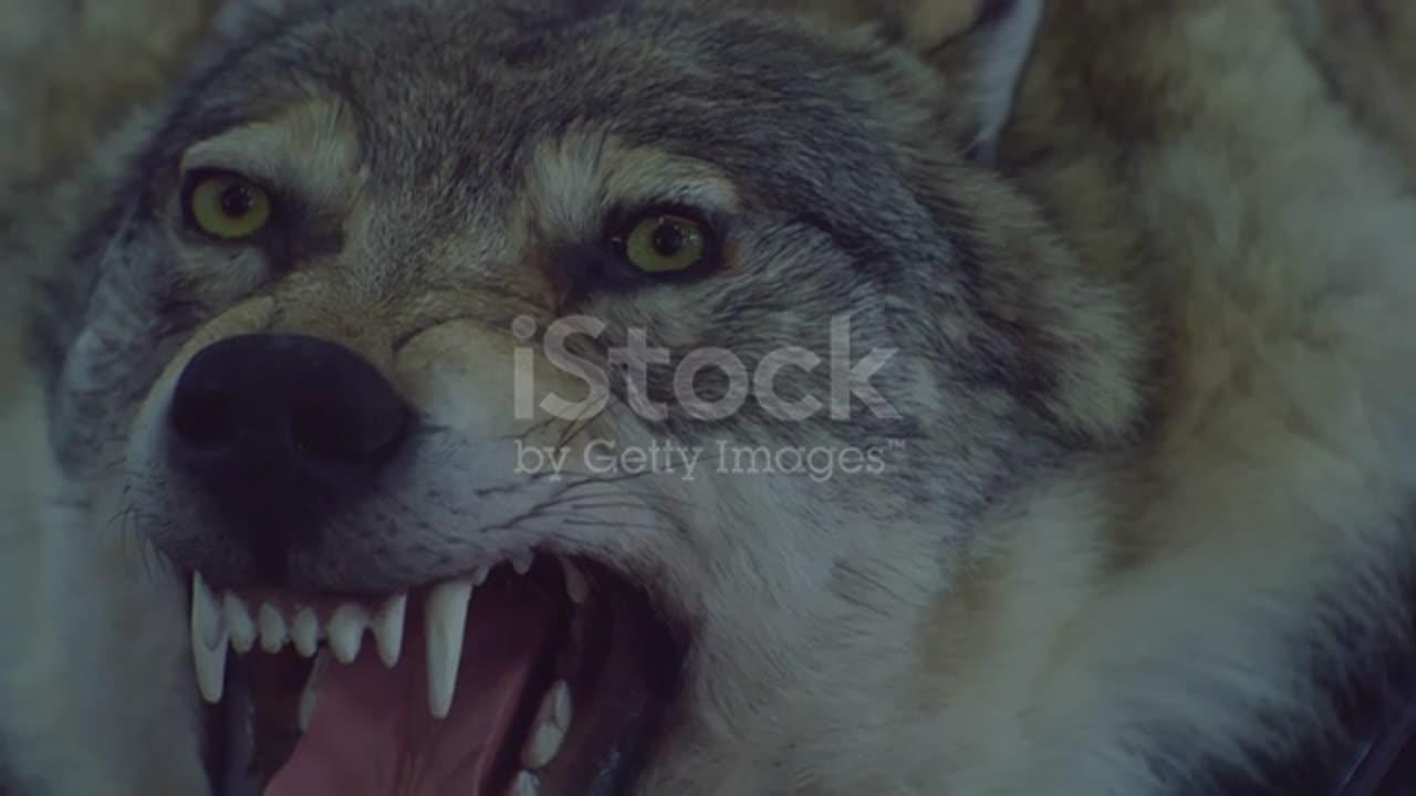 A Stuffed Dire Wolf With A Bared Mouth - One News Page VIDEO
