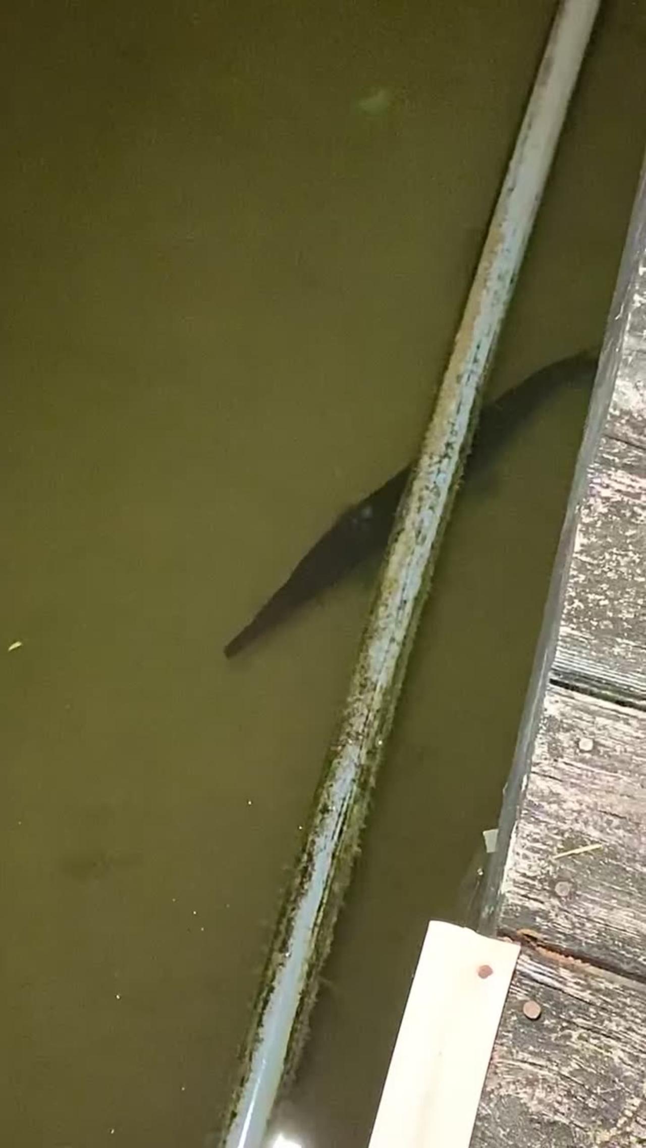 Large Gar fish hides under pier. - One News Page VIDEO