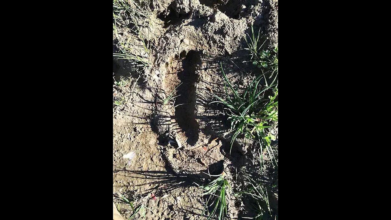 Bigfoot & Dogman Prints in Central Alabama - One News Page VIDEO