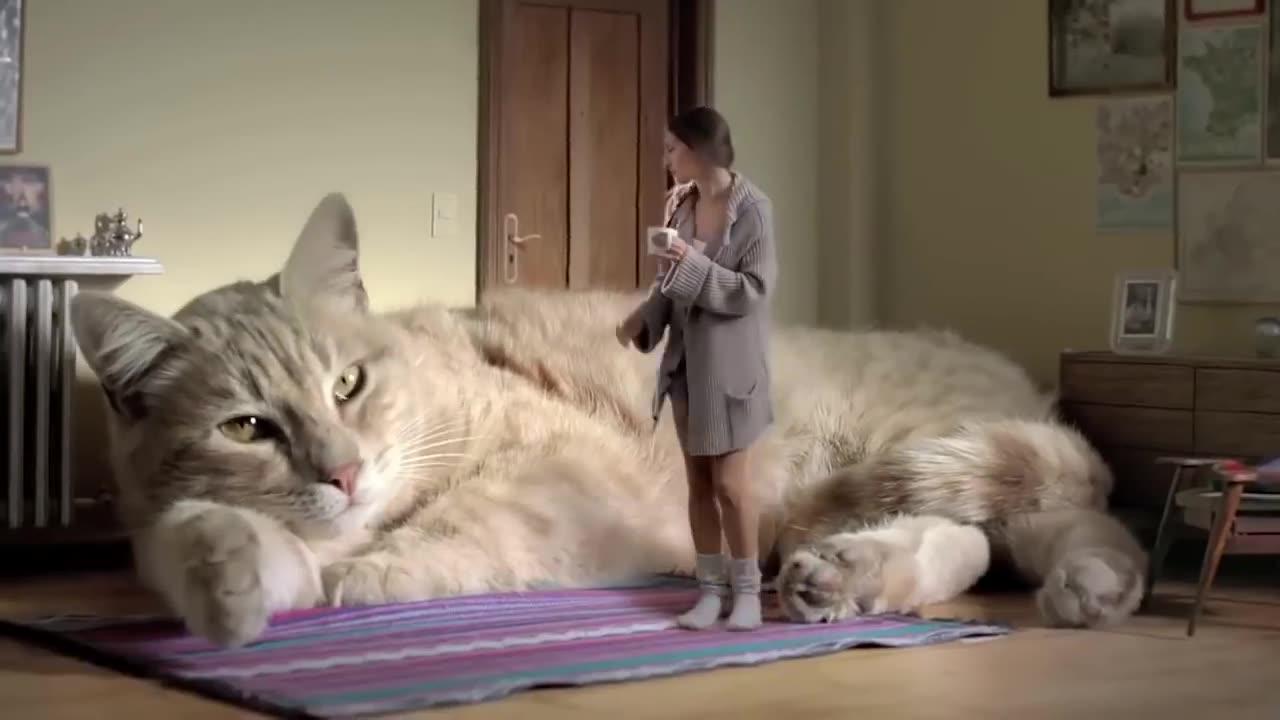 The BIGGEST Cats in the World - One News Page VIDEO