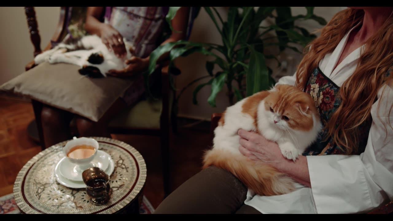 Test Video - Life of a Rich Cat Lady - One News Page VIDEO