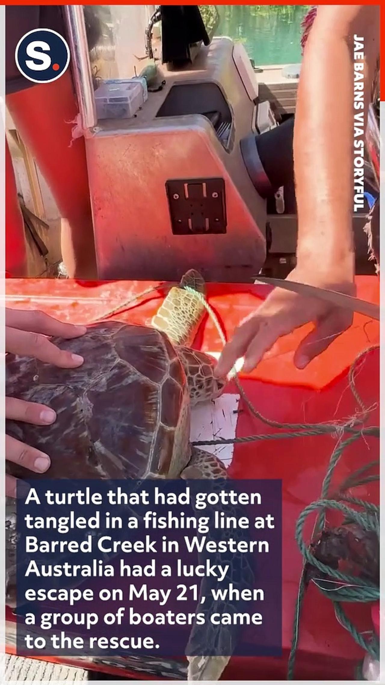Boaters Rescue Turtle That Got Tangled Up in - One News Page VIDEO