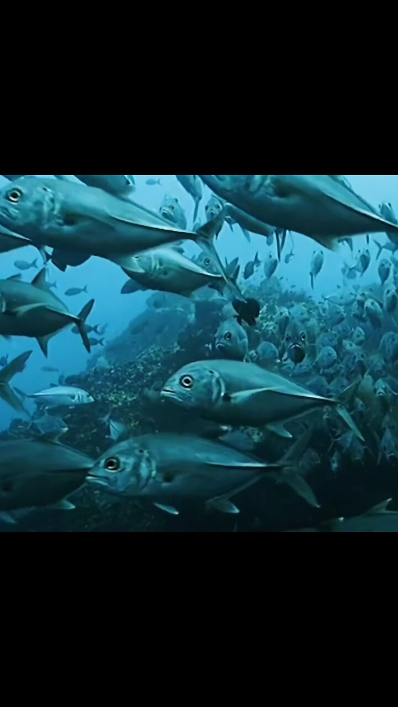 Beautiful fish video under the sea - One News Page VIDEO