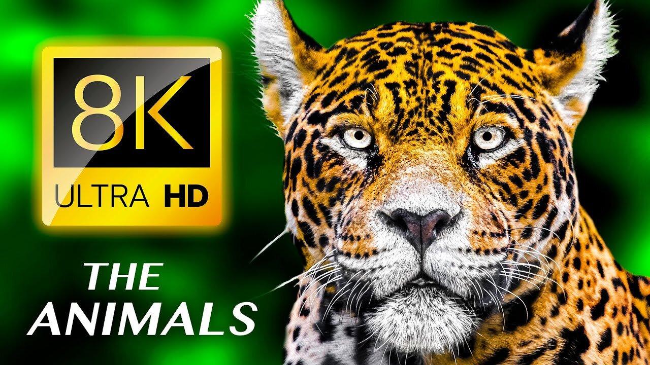 THE ANIMALS 8K ULTRA HD - One News Page VIDEO