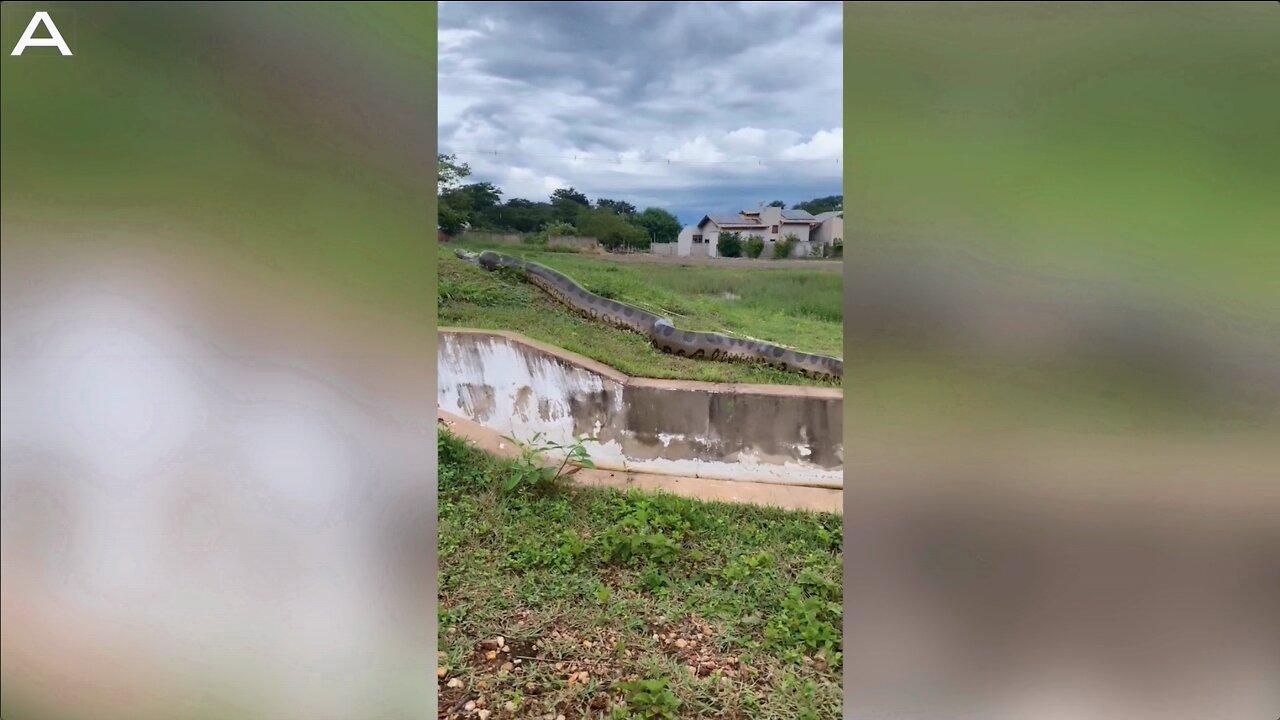 Giant Snake Measuring In Over 20 Feet Captured - One News Page VIDEO