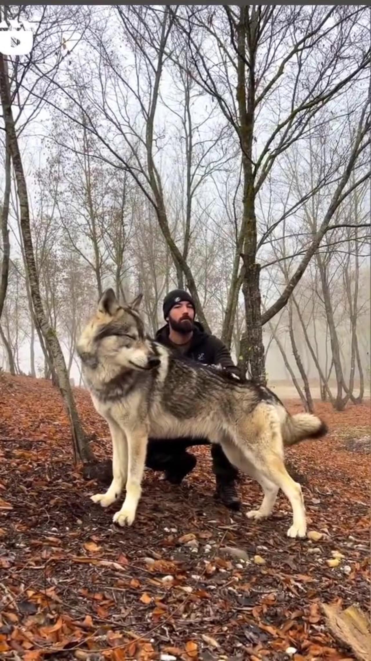 Wolf dogs lover - One News Page VIDEO