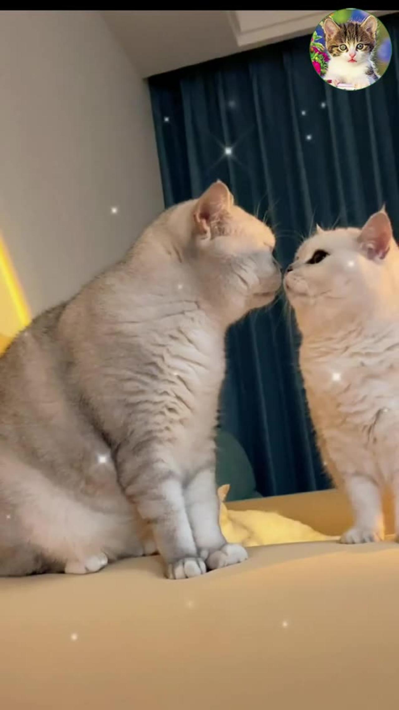 Aww Cute Cats Videos - One News Page VIDEO