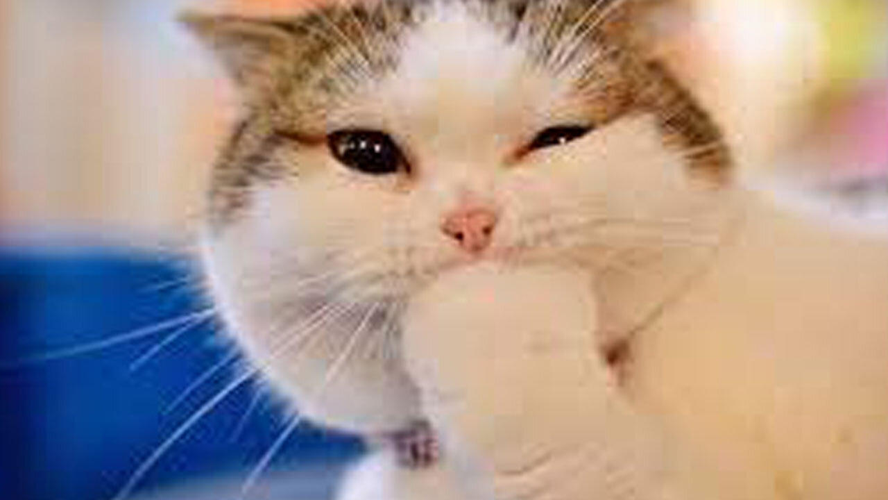 Many Cute Kittens Collection 8K Video ULTRA HD - One News Page VIDEO