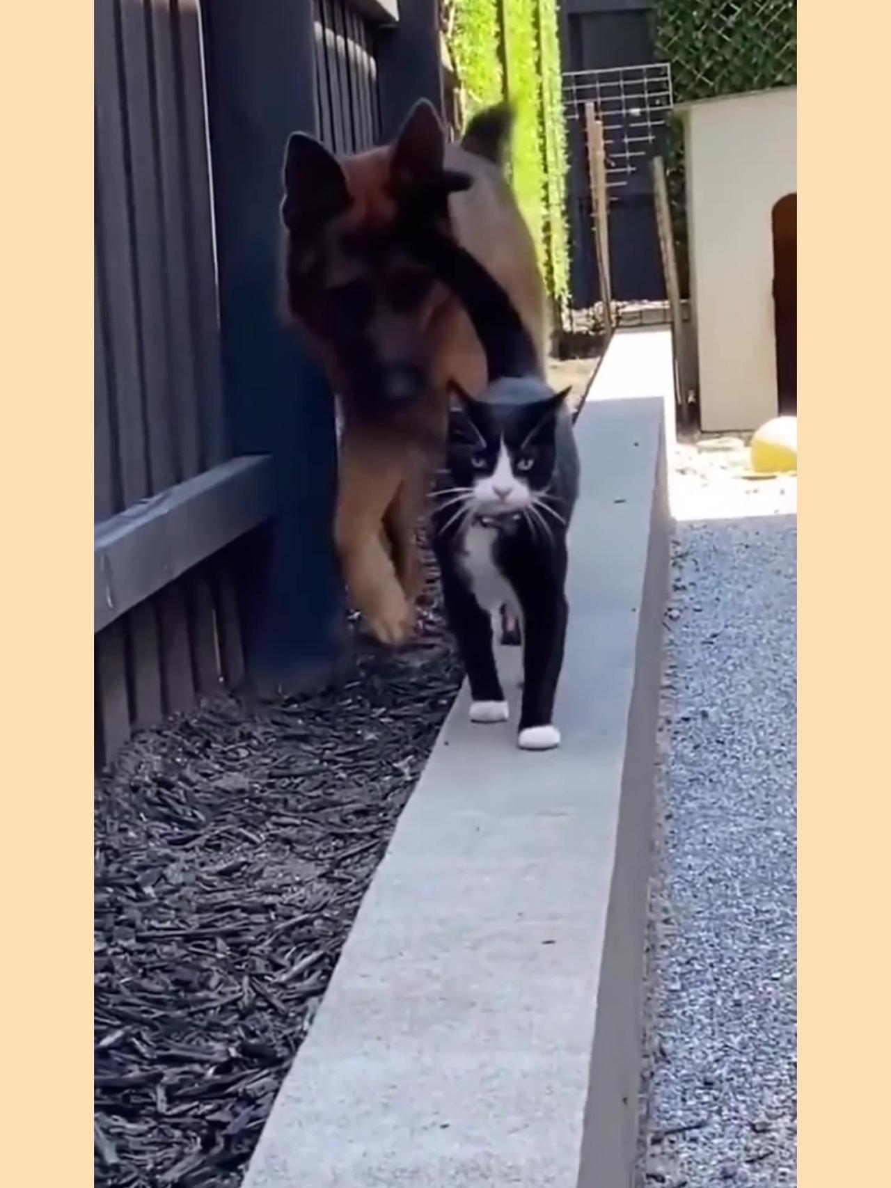 Funny cat and dog video - One News Page VIDEO