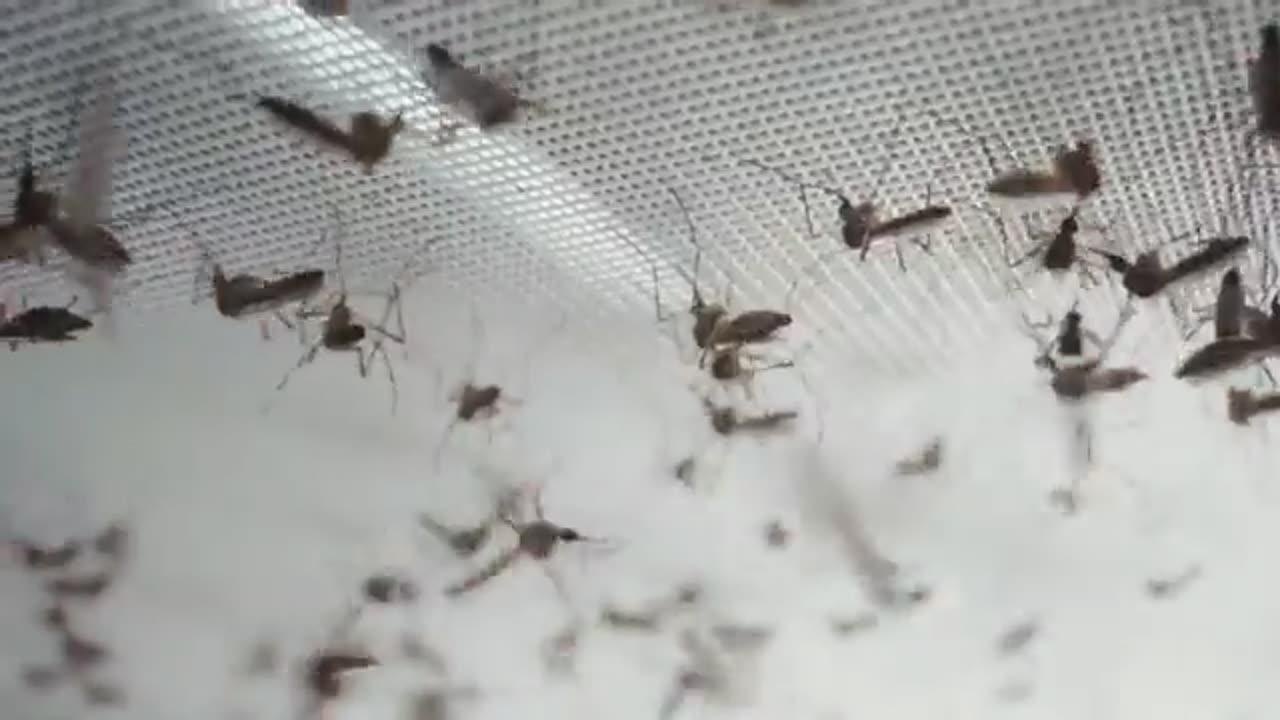 Bill Gates' mosquito factory - One News Page VIDEO