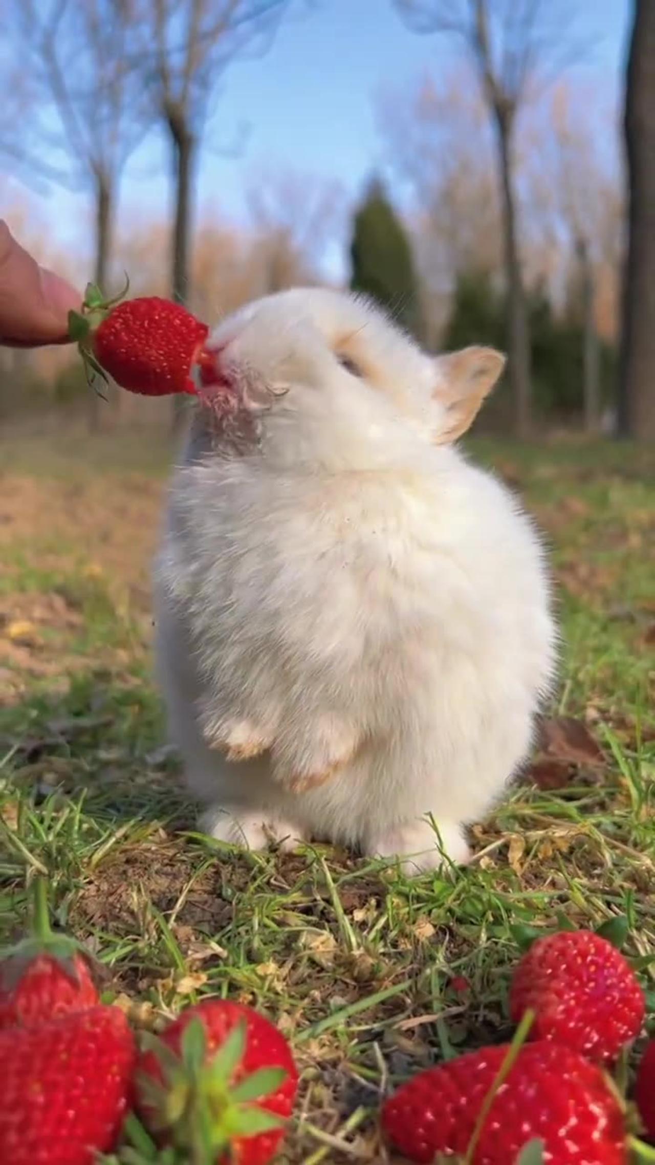 Cute rabbit eating strawberry 🍓 - One News Page VIDEO