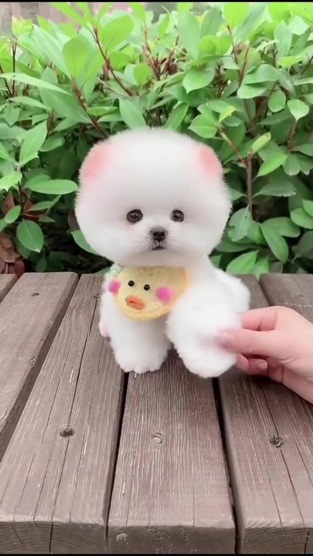 Lovely_cute_puppy😍 - One News Page VIDEO