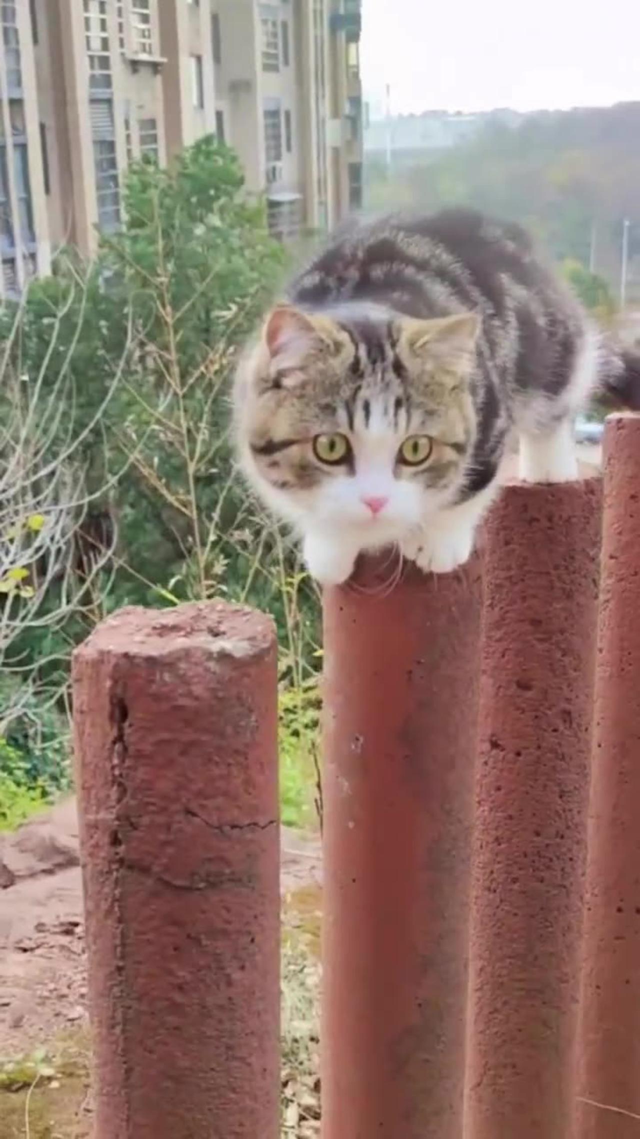 The cat walk show begins😍 - One News Page VIDEO