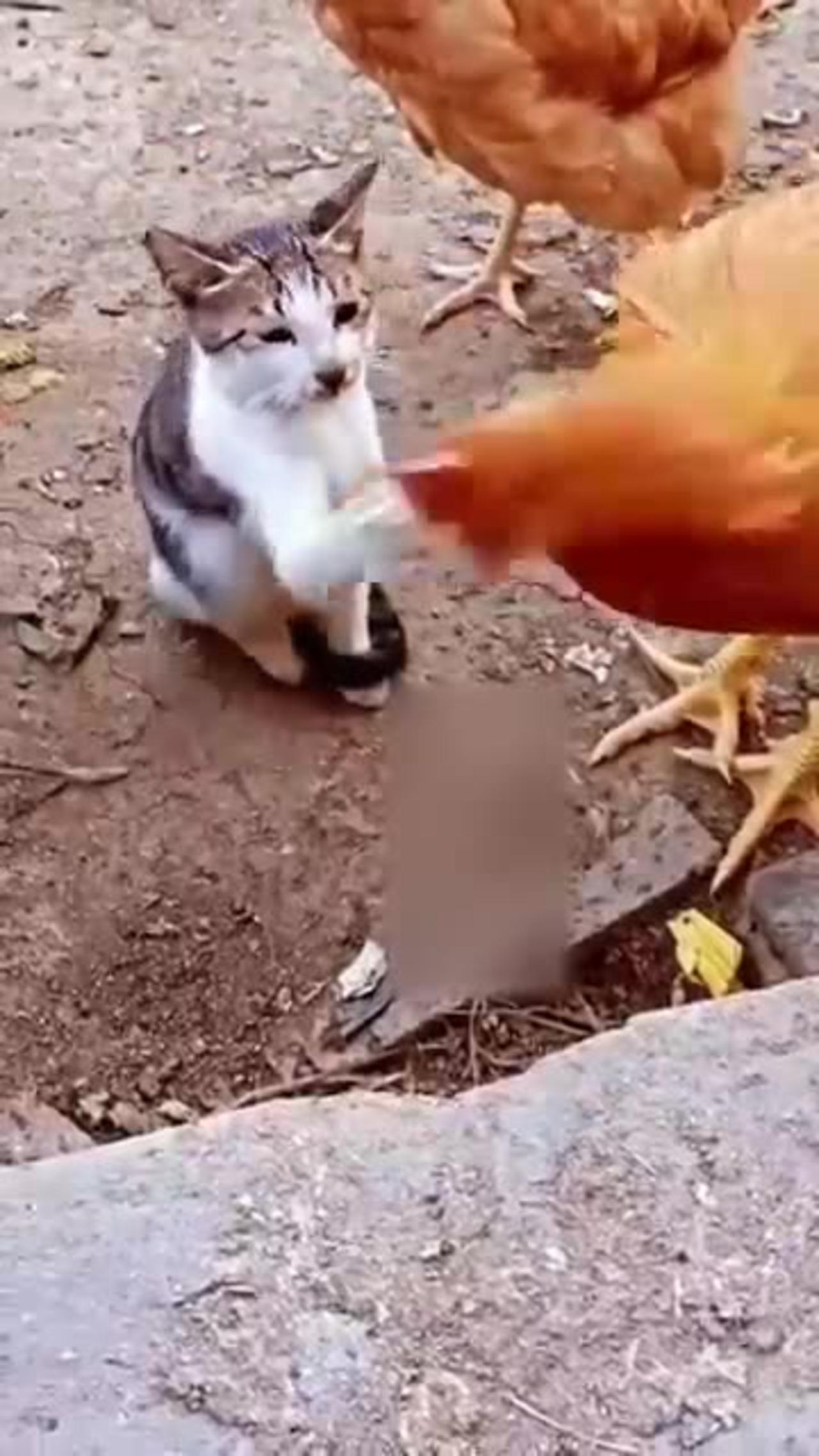 Cat_vs_Chicken__Watch_What_Happens - One News Page VIDEO