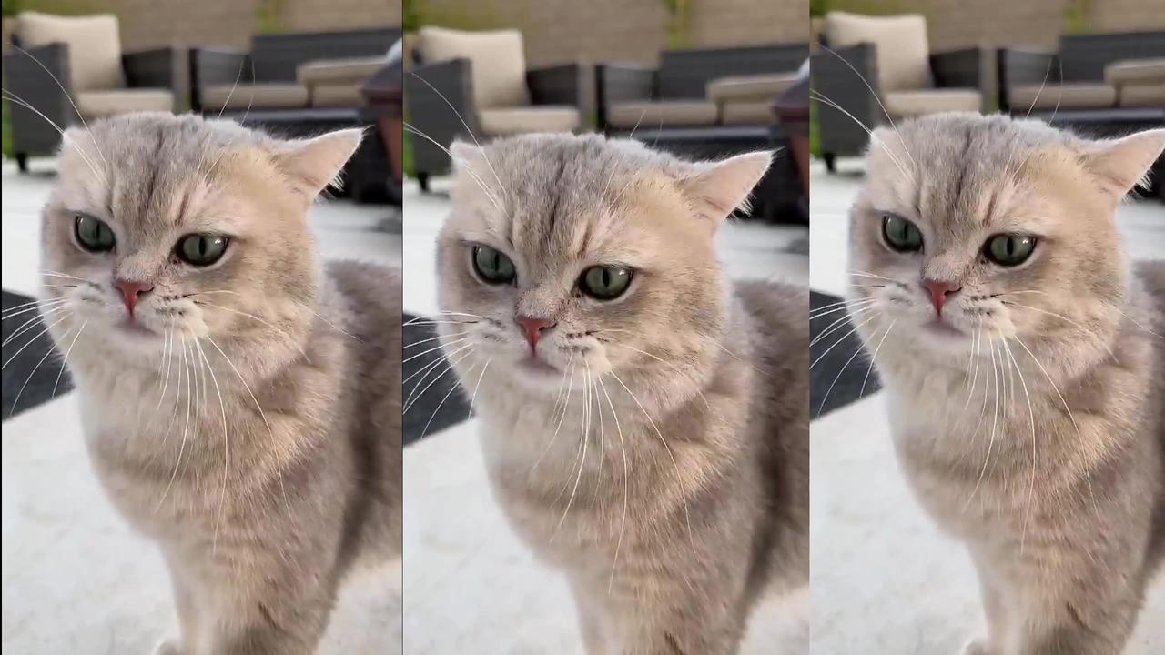 Cat meowing - One News Page VIDEO