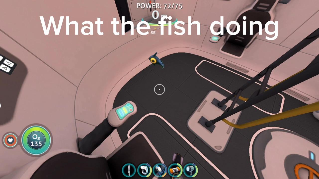 What the fish doing - One News Page VIDEO
