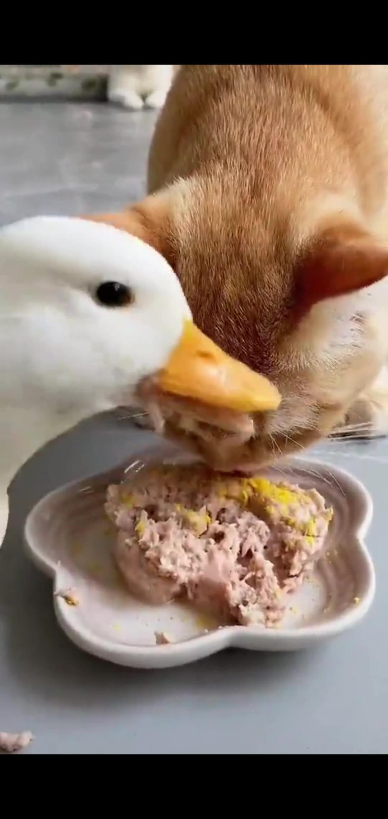 The duck eats the food from the cat - One News Page VIDEO