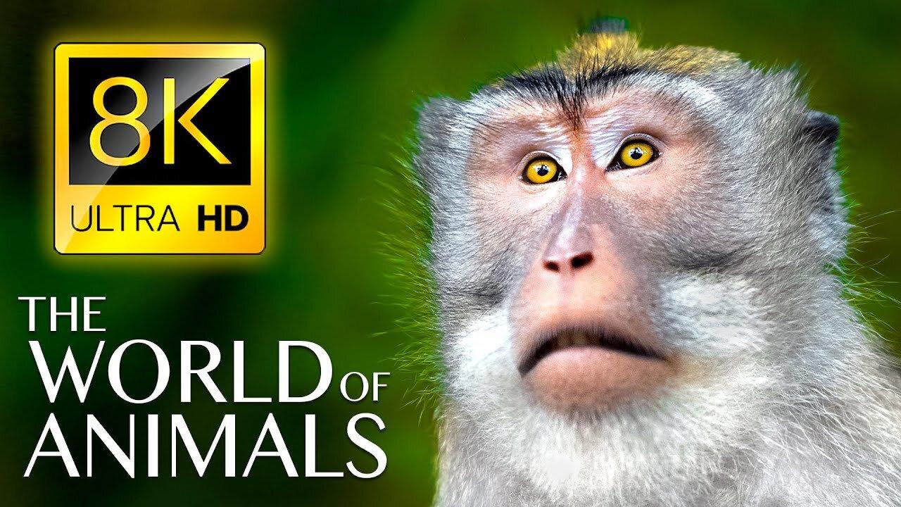 The WORLD of ANIMALS in 8K ULTRA HD • Amazing - One News Page VIDEO