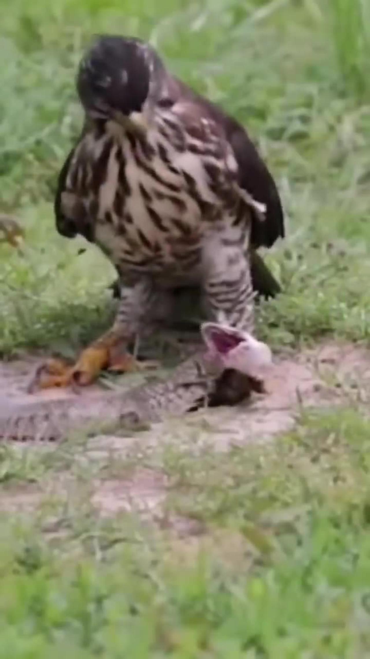Eagle vs Snake - One News Page VIDEO