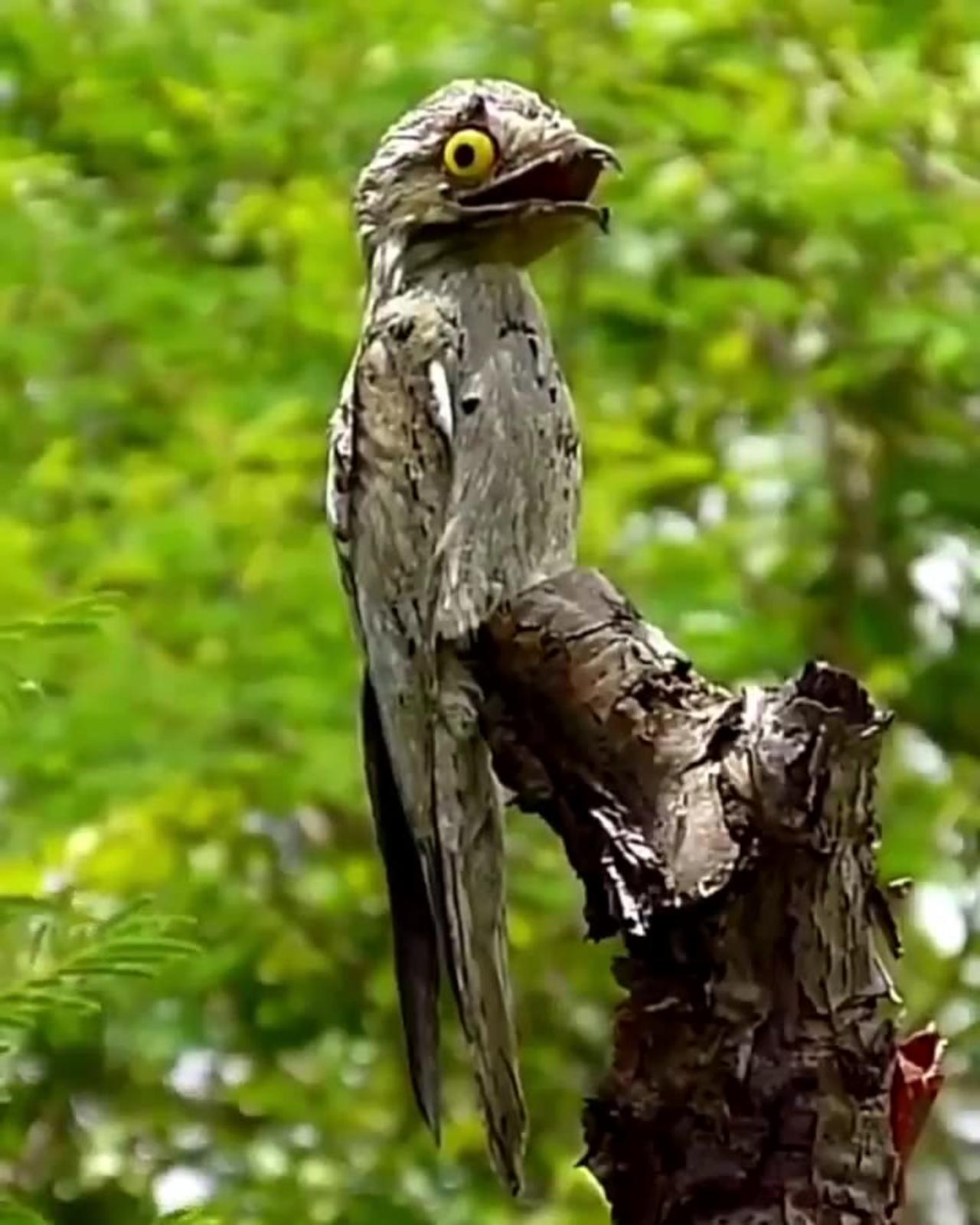 One of the strangest species of birds in the - One News Page VIDEO