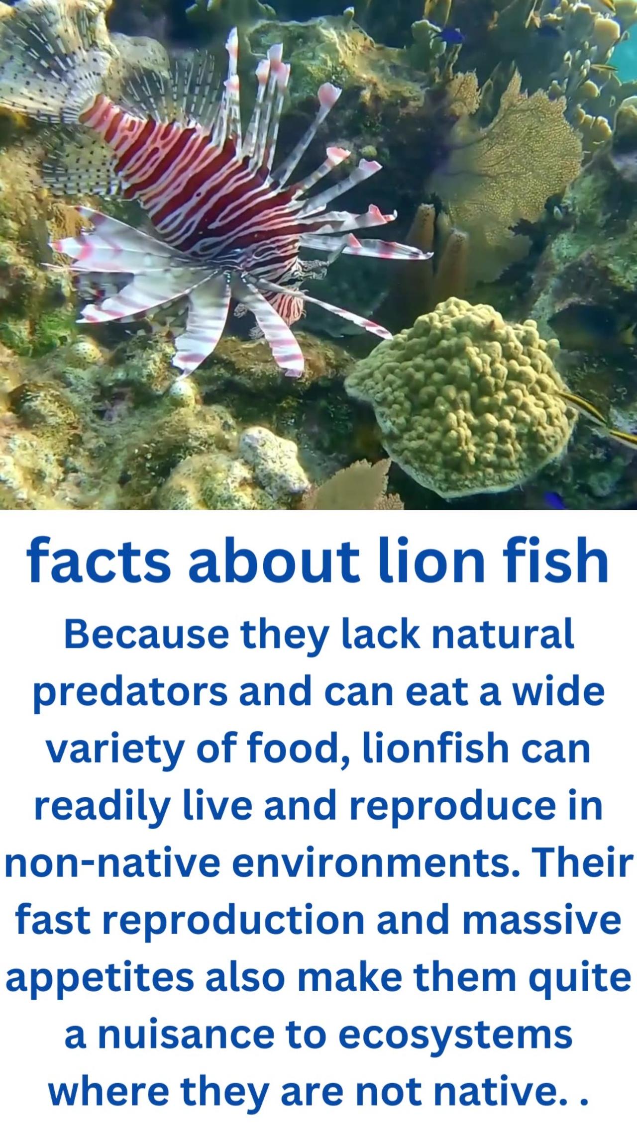 facts about lion fish....8/13 - One News Page VIDEO