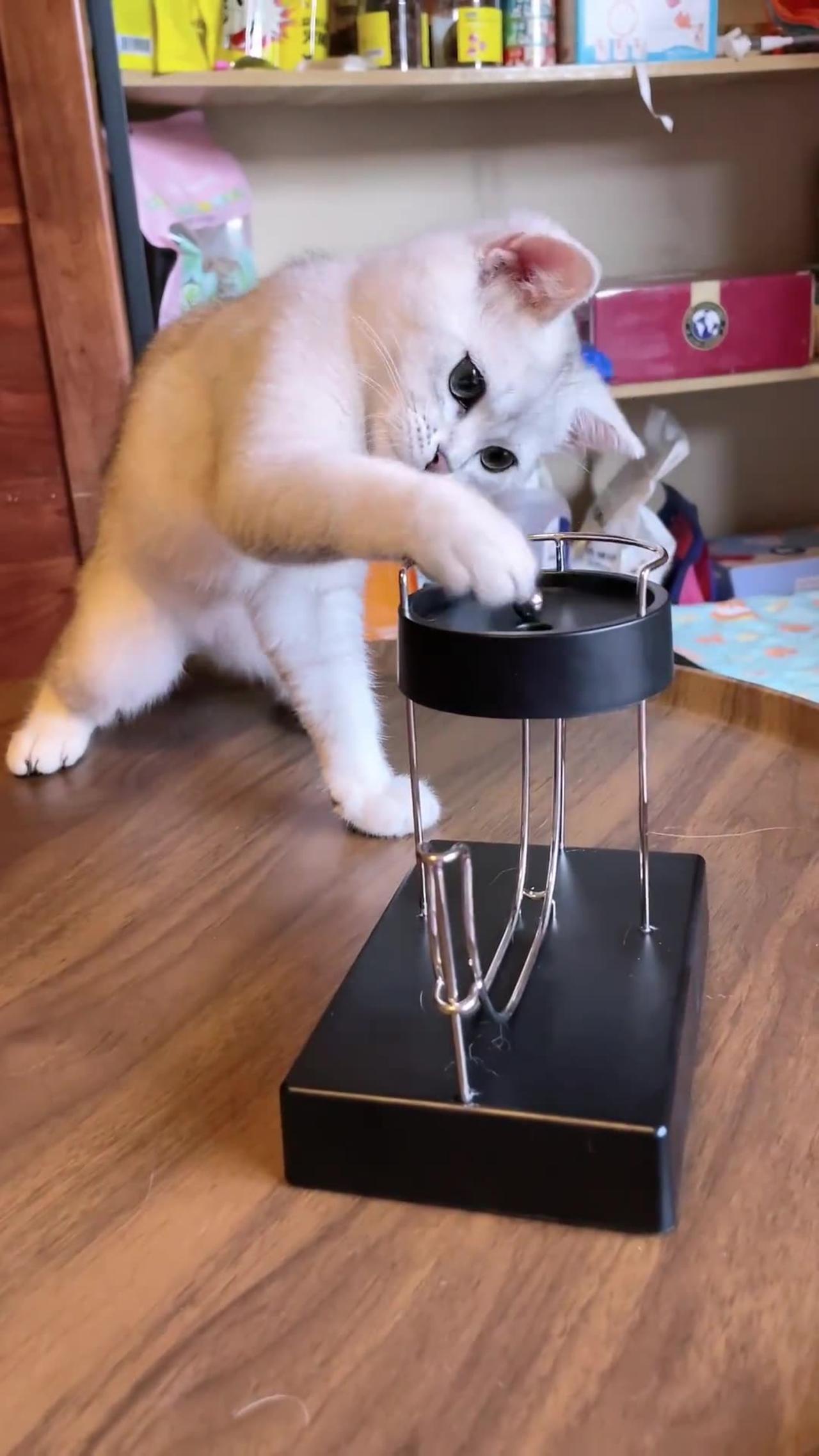 Funny Cat Reaction - One News Page VIDEO