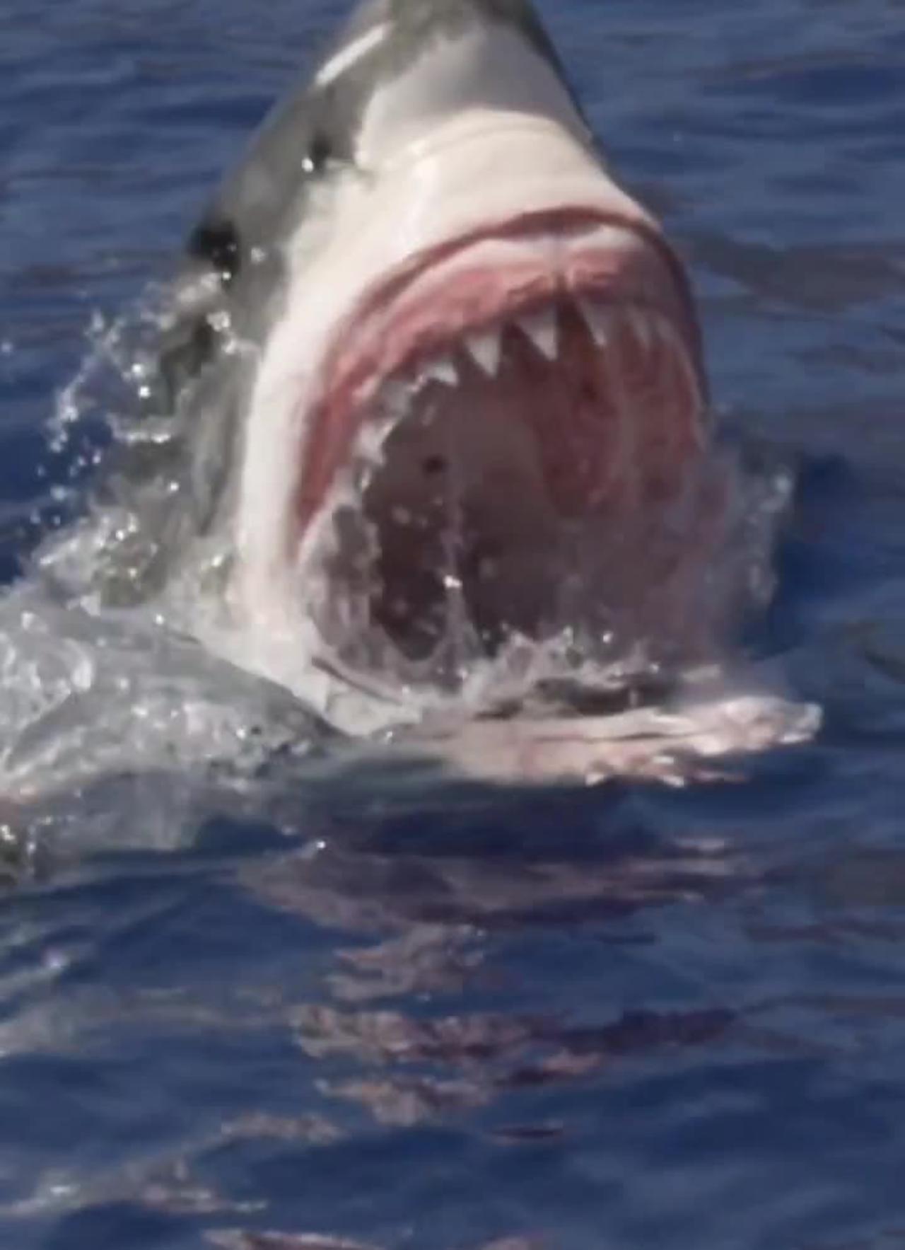 8 meter tiger shark - One News Page VIDEO