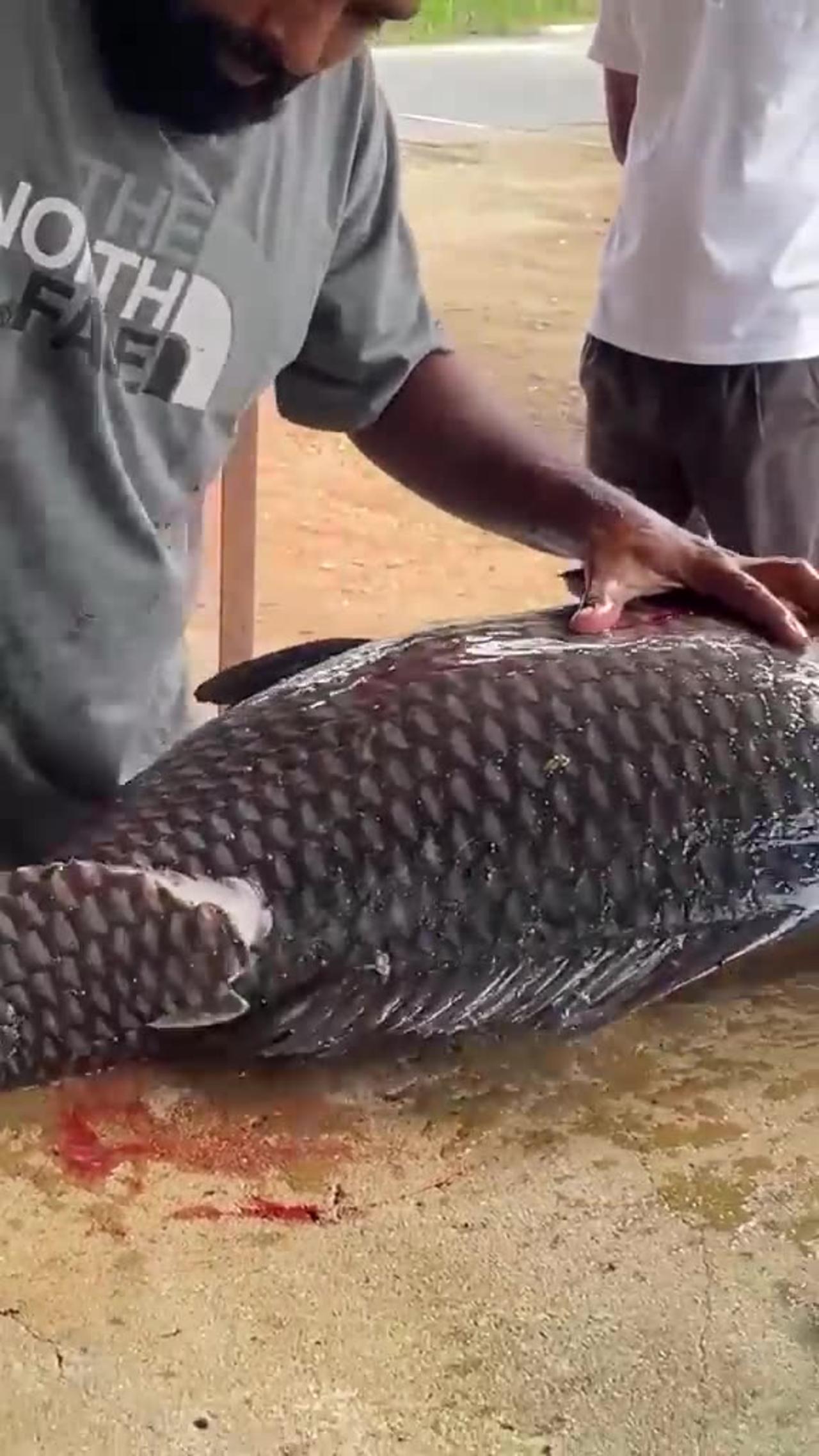 Fish cutting - One News Page VIDEO