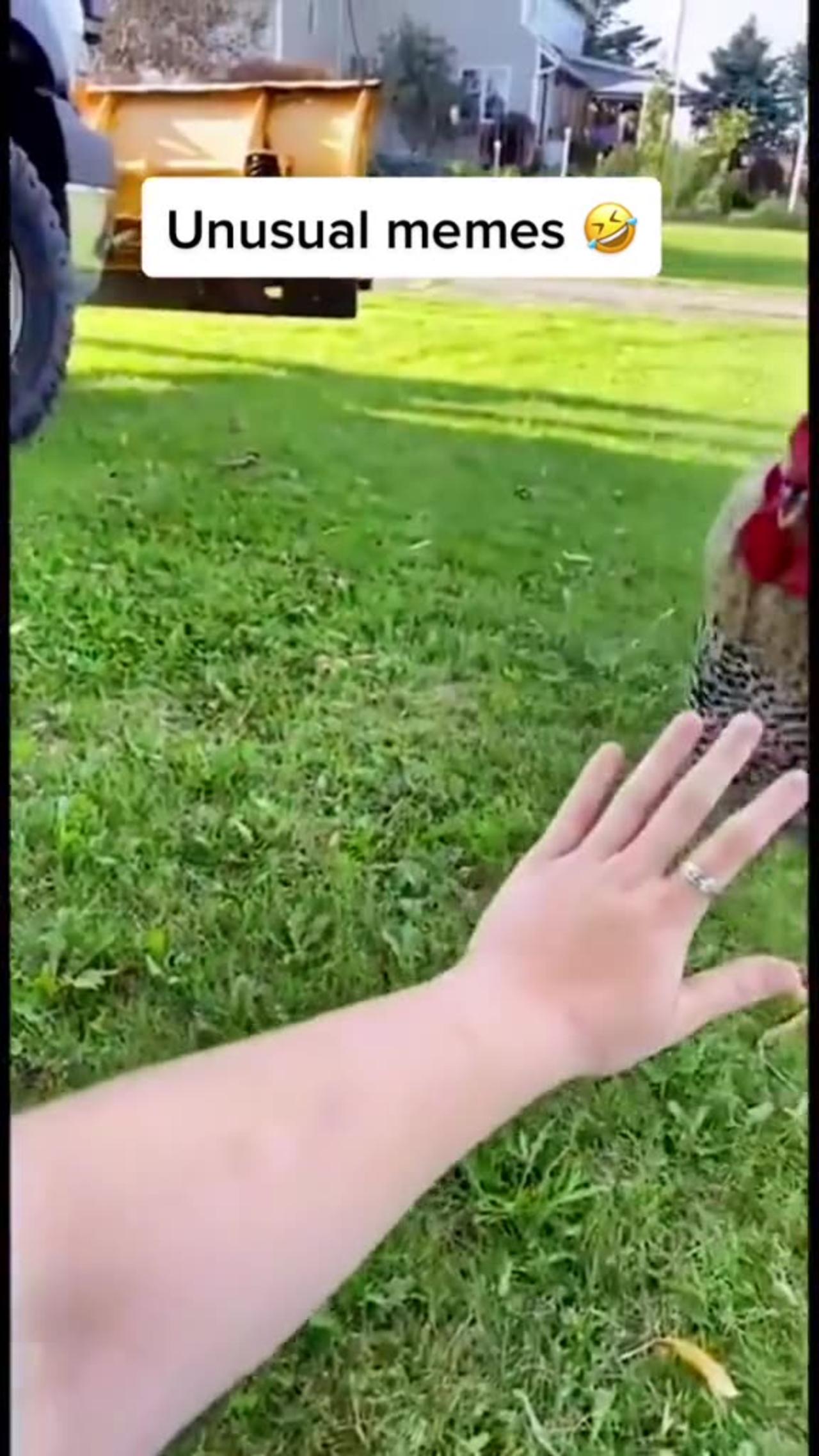 unusual meme - One News Page VIDEO